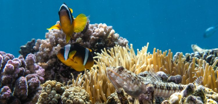 Aqaba | Red Sea diving at its best! | Darna Divers Village | Dive Center